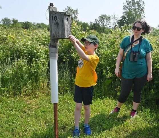 Nesting at Osborn | Sandusky Register Erie MetroParks monitors bluebird ...