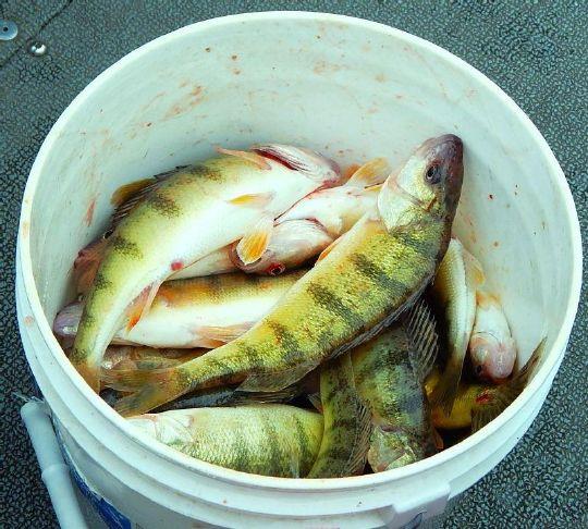 GREAT OUTDOORS: Western Basin perch are firing up | Sandusky Register ...
