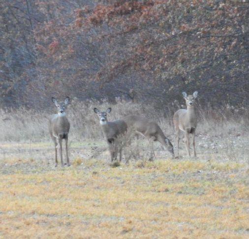 GREAT OUTDOORS: Drought leads to deer dying from disease | Sandusky ...