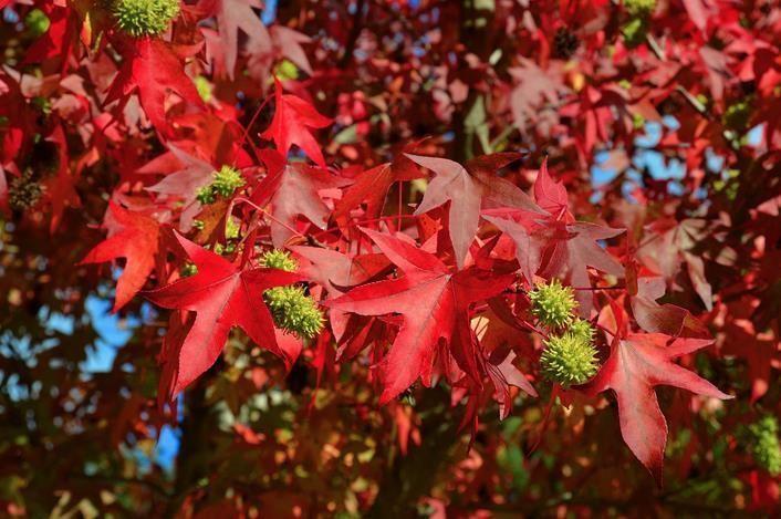 Sweetgum tree | Sandusky Register In the fall the sweetgum tree is one ...
