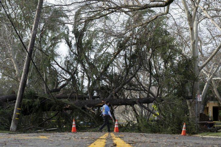 Sacramento's iconic tree canopy turns destructive in storms ...