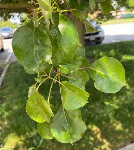 Planting Callery Pear now illegal | Advertiser-Tribune It is now ...
