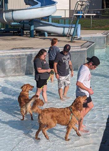 A doggie pool party | Advertiser-Tribune Dawg Days at the swimming pool