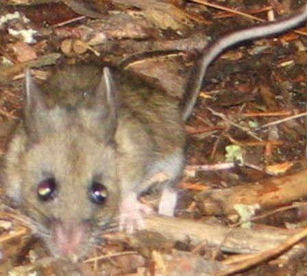 white footed mouse size